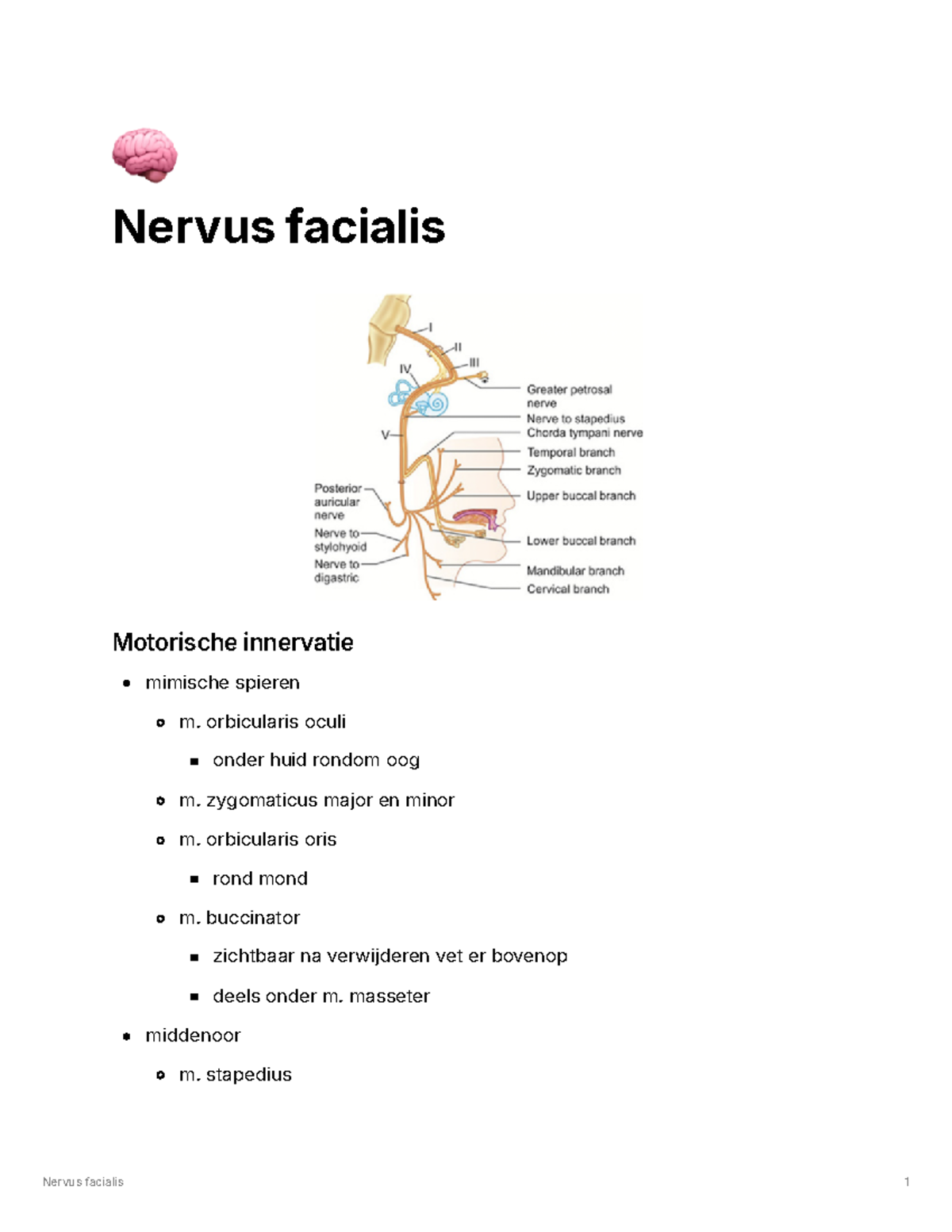 Nervus facialis 63b98b782c014c4980c6746ef46ff7fd - 🧠 Nervus facialis ...