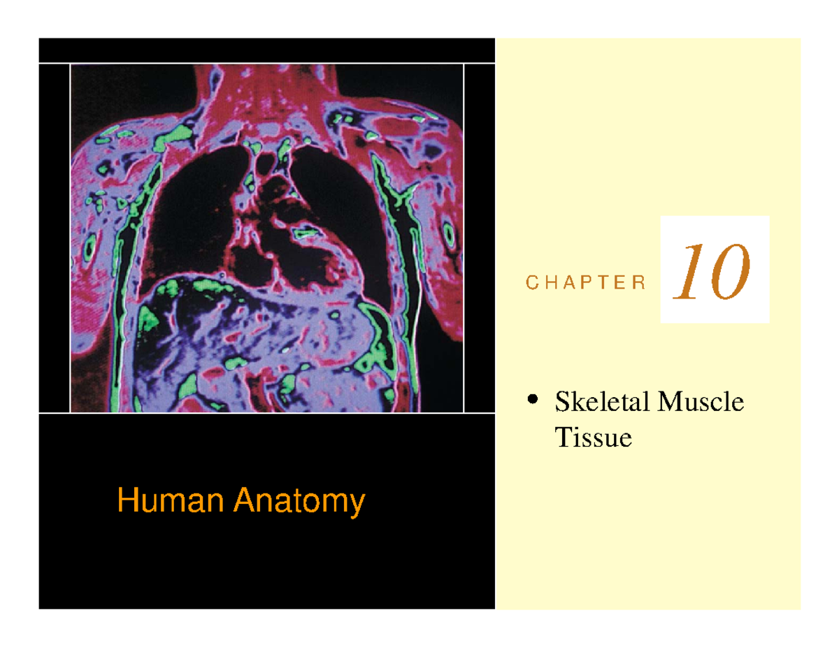 Chapter 10 (Skeletal Muscle Tissue) - C H A P T E R Copyright © 2011 ...