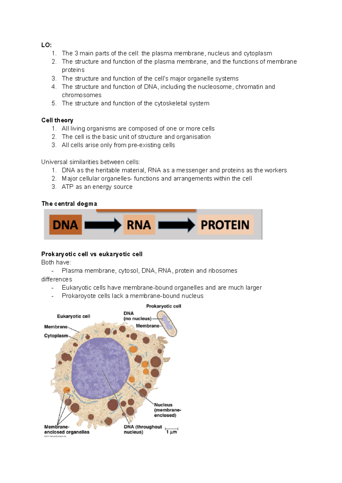 Cells and proteins notes - LO: 1. The 3 main parts of the cell: the ...