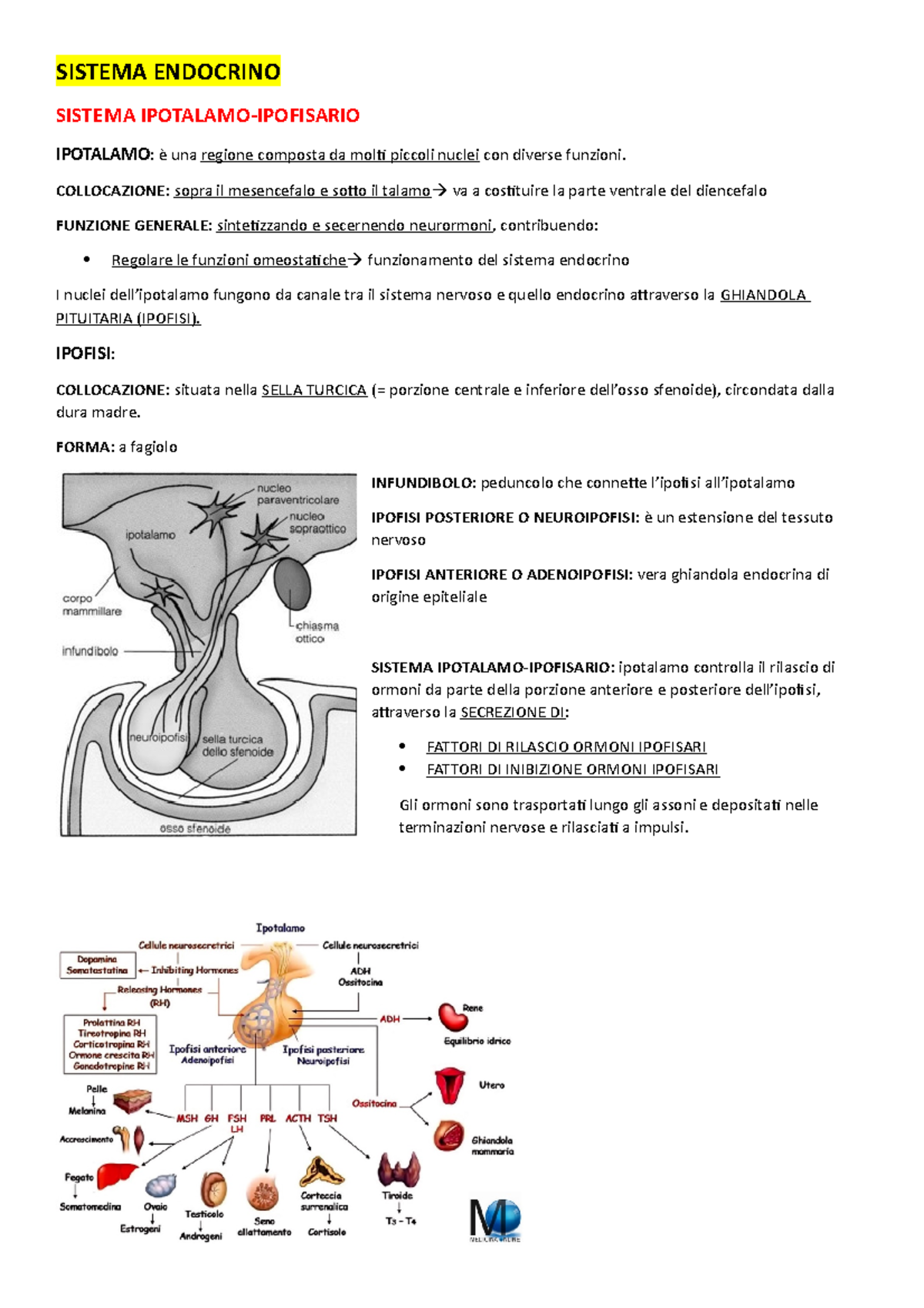 Sistema Endocrino - Descrizione ghiandole endocrine + ormoni ...