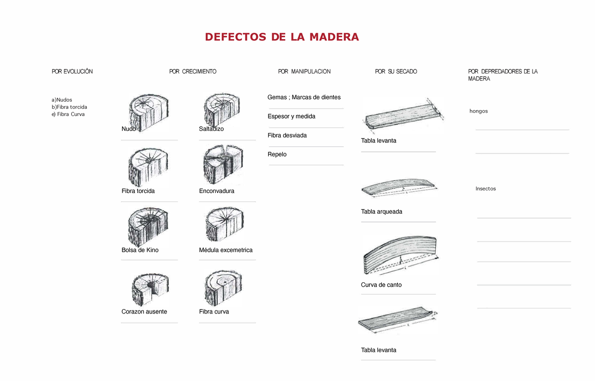 Defectos de la madera - Modelos y Prototipos en Madera - POR EVOLUCIÔN ...