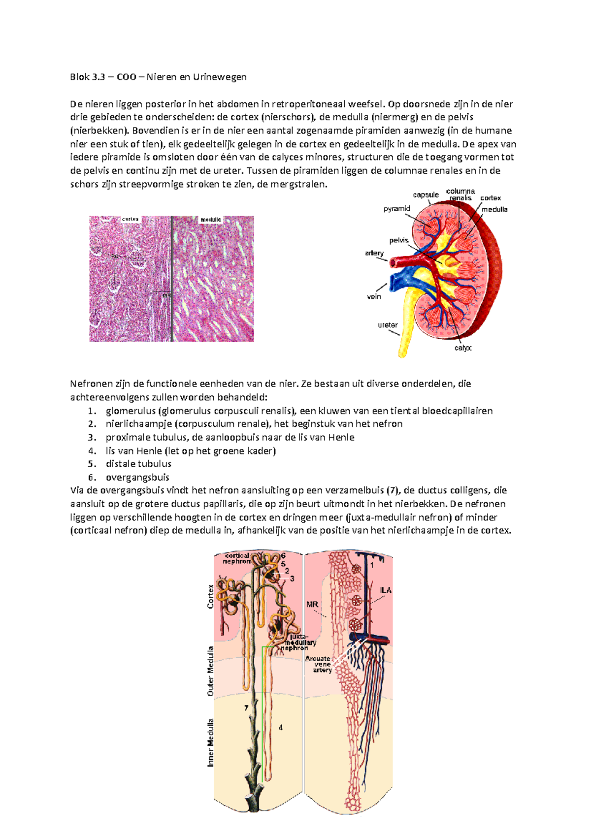 Samenvatting 3.3 Ziekte van nieren en urinewegen - Blok 3 – COO ...