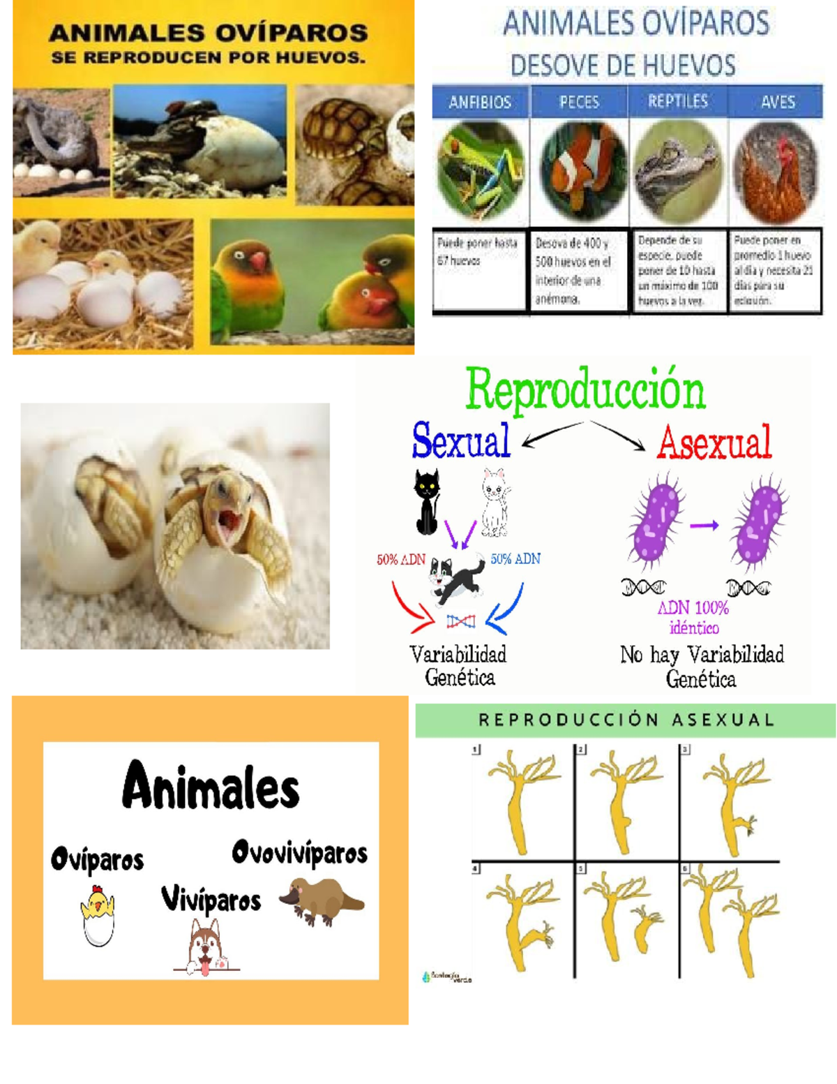 Colash de reproduccion - Biology - Studocu