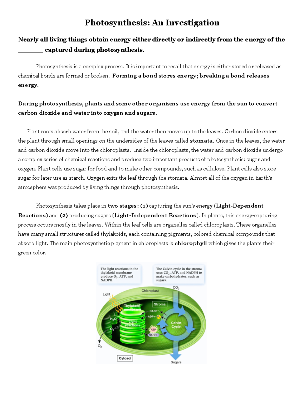 - Photosynthesis An Investigation - Photosynthesis: An Investigation ...