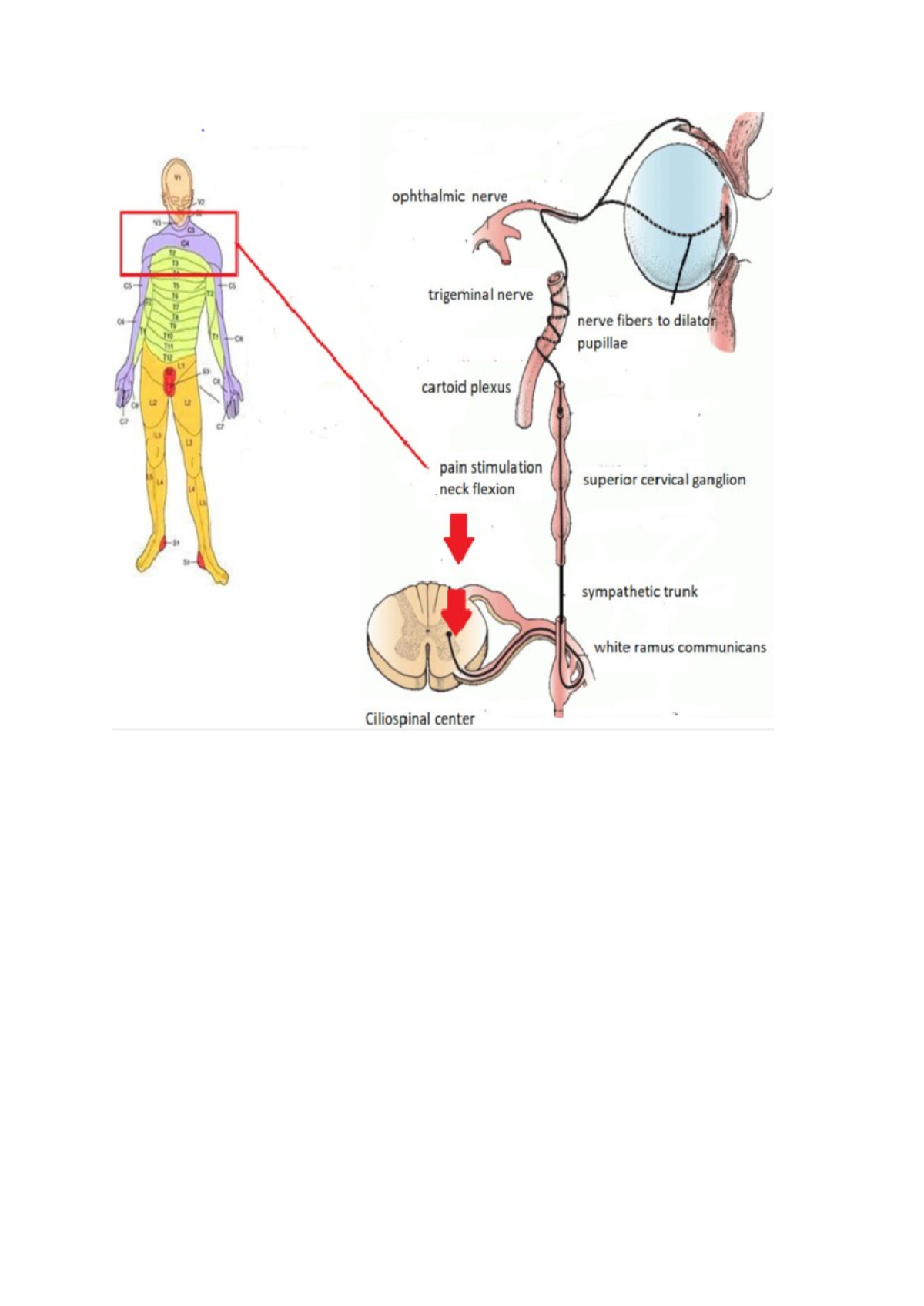 The ciliospinal reflex - 1016MSC - Studocu