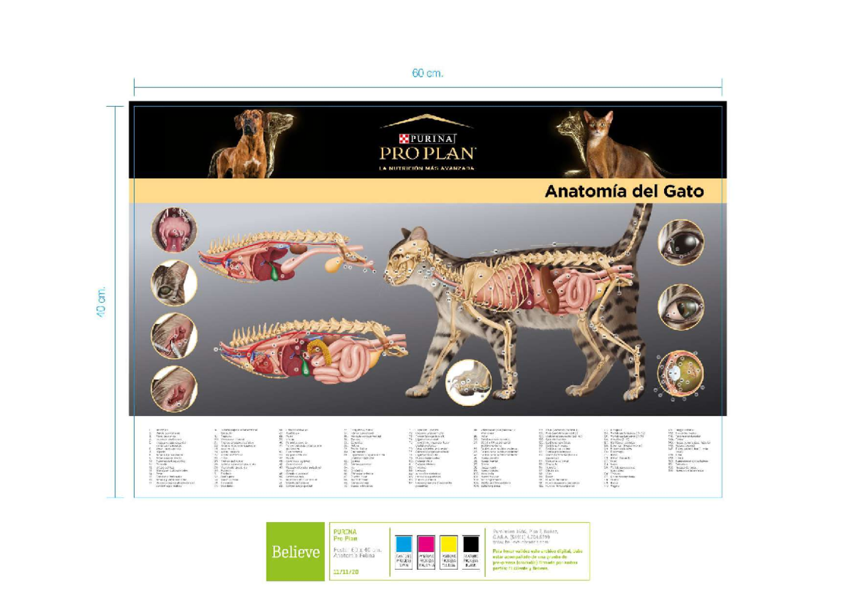 Anatomia Felina Poster 60x40cm 111120 - PURINA PROPLAN LA NUTRICIÓN MÁS ...