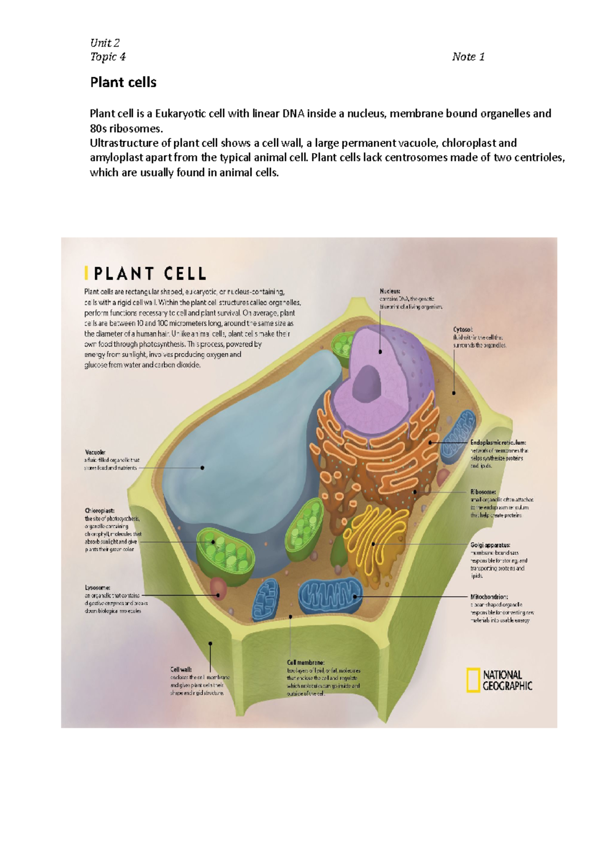 Plant cells new - Alevels notes for biology - Unit 2 Topic 4 Note 1 ...