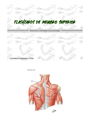 Músculo peroneo largo origen, inserción, inervación - CIENCIA ...