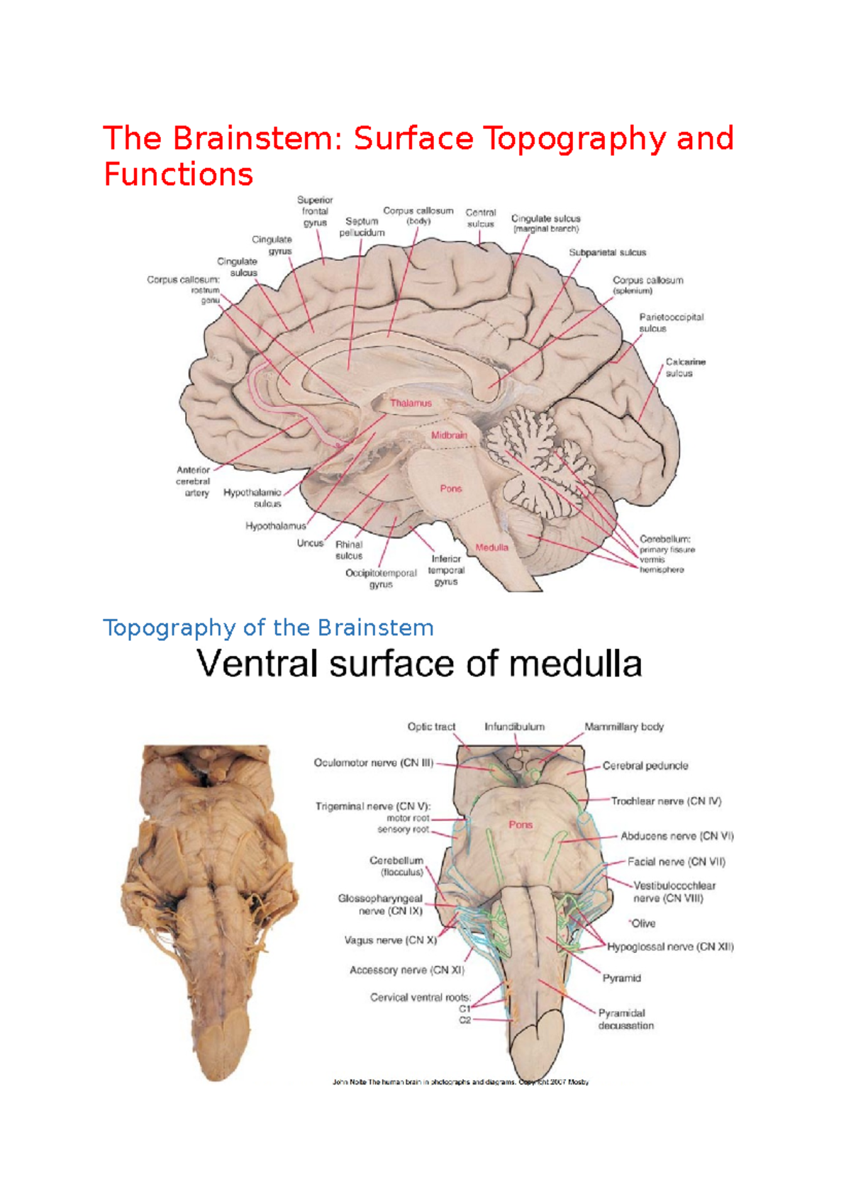 The Brainstem - Surface Topography and Functions - The Brainstem ...