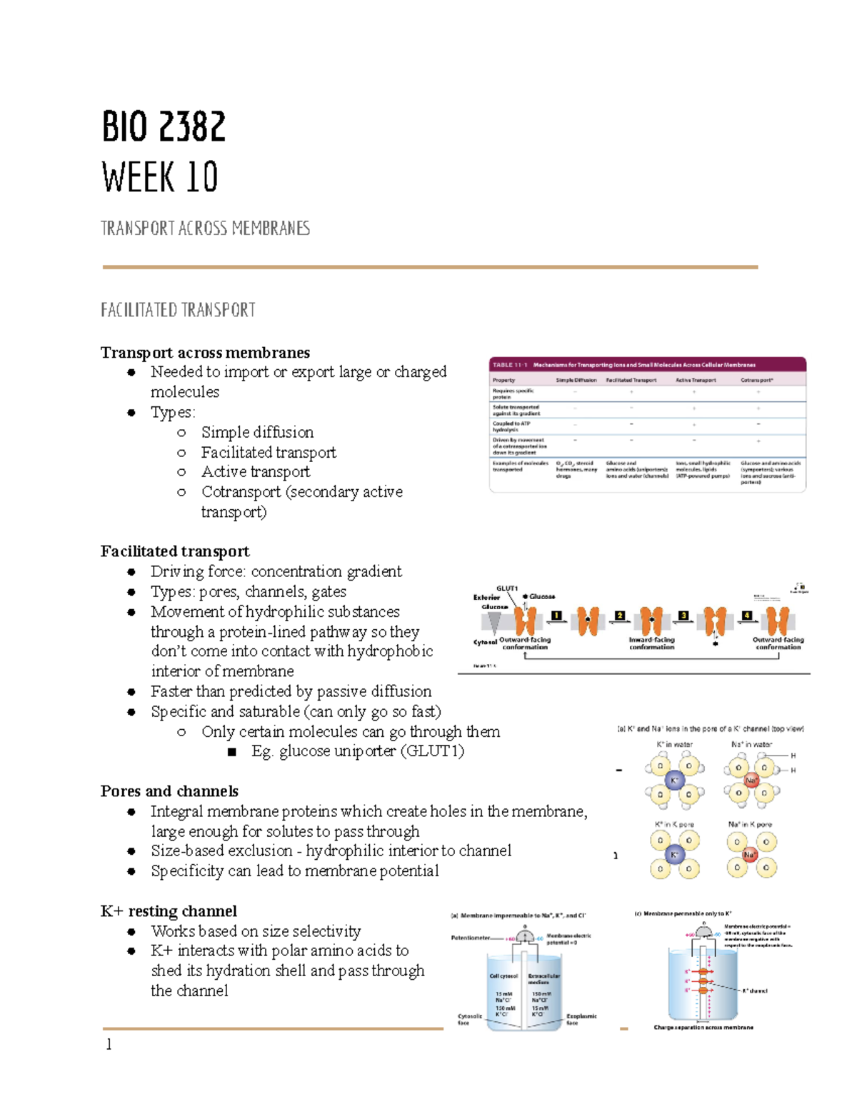 Week+10 - cell bio notes - BIO 2382 WEEK 10 TRANSPORT ACROSS MEMBRAN ...