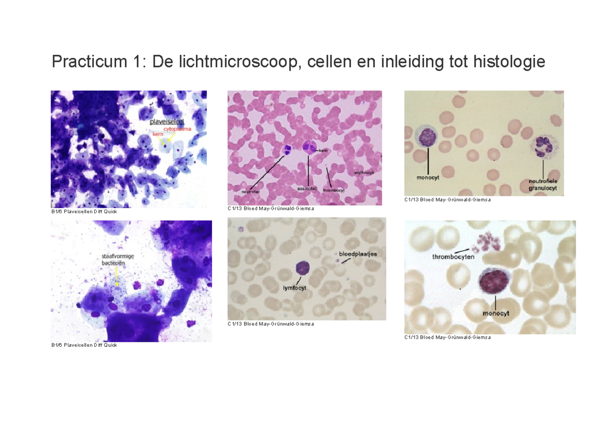 Histologie practicum; practicum 1 tm 8 - Practicum 1: De ...