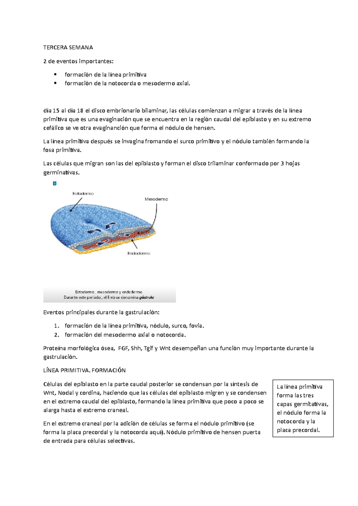 Tercera Semana - TERCERA SEMANA 2 de eventos importantes: formación de ...