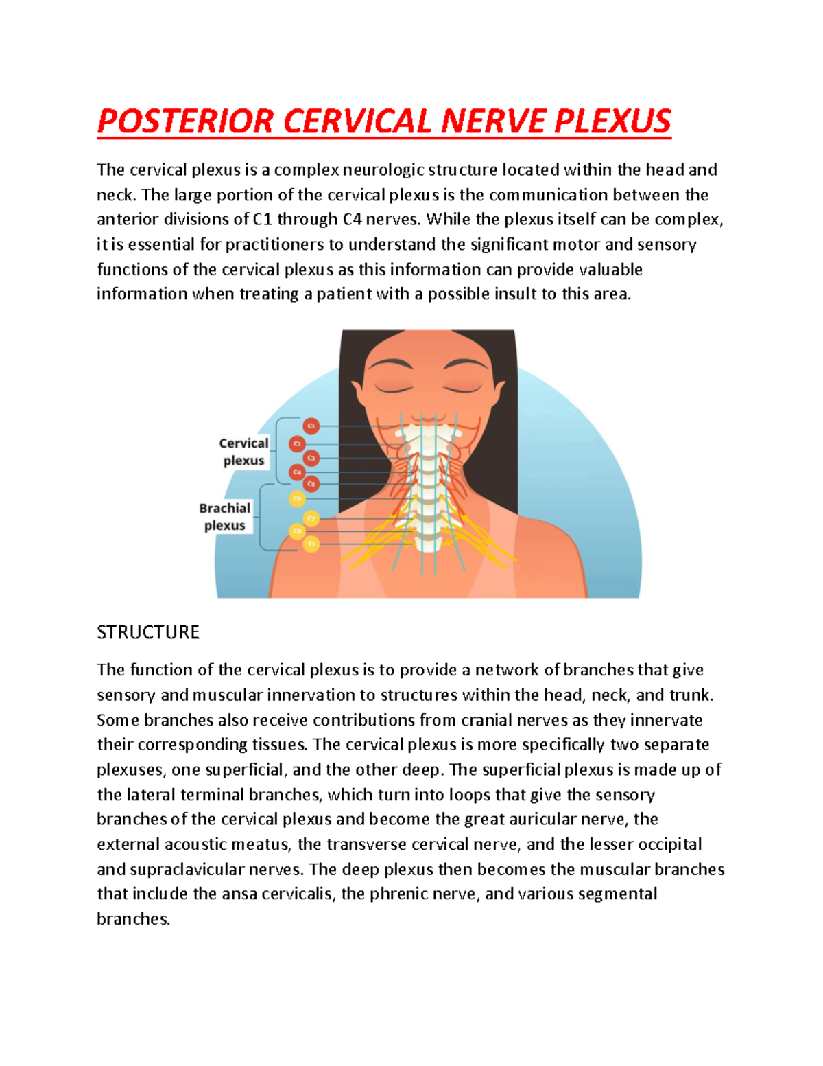 Posterior Cervical Nerve Plexus - POSTERIOR CERVICAL NERVE PLEXUS The ...