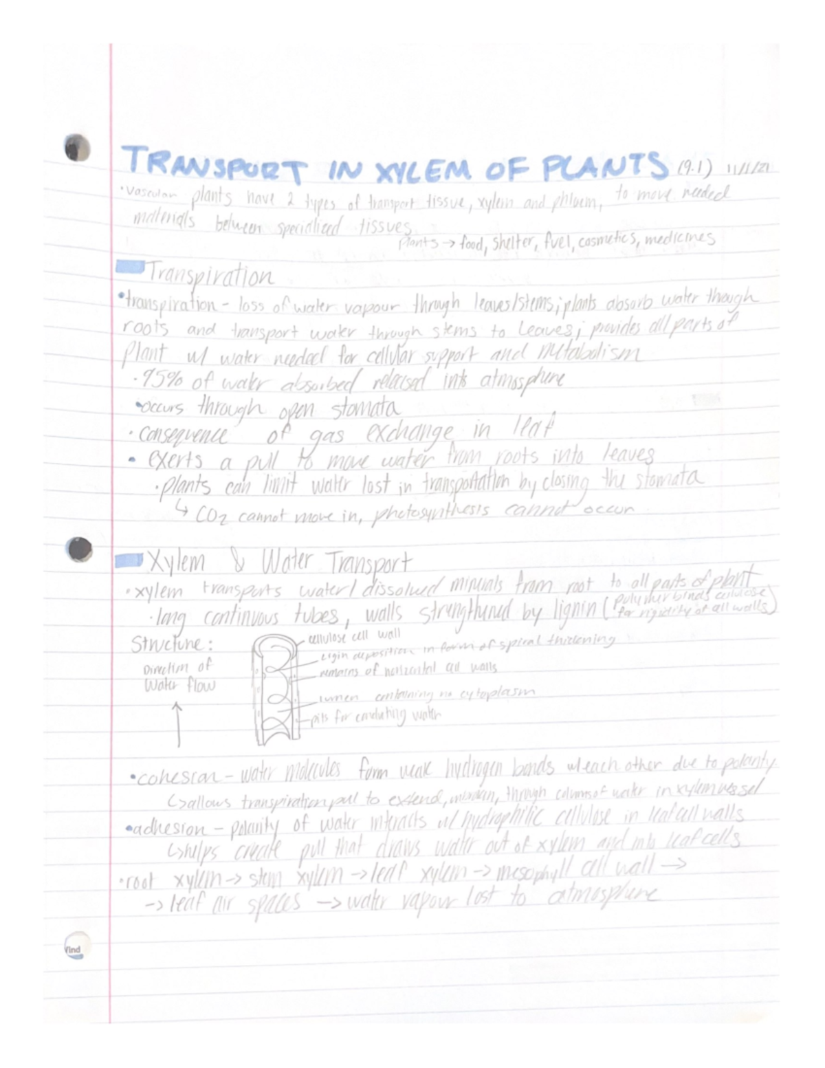 Transport In Xylem Of Plants - BIOL 1260 - Studocu