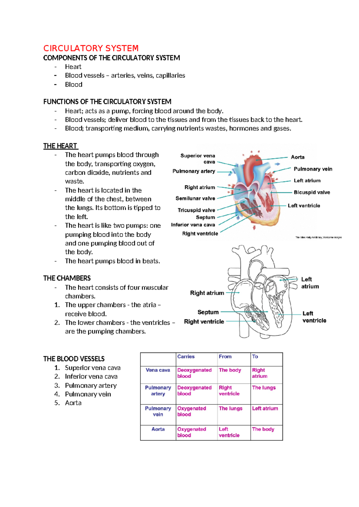 Circulatory System - CIRCULATORY SYSTEM COMPONENTS OF THE CIRCULATORY ...