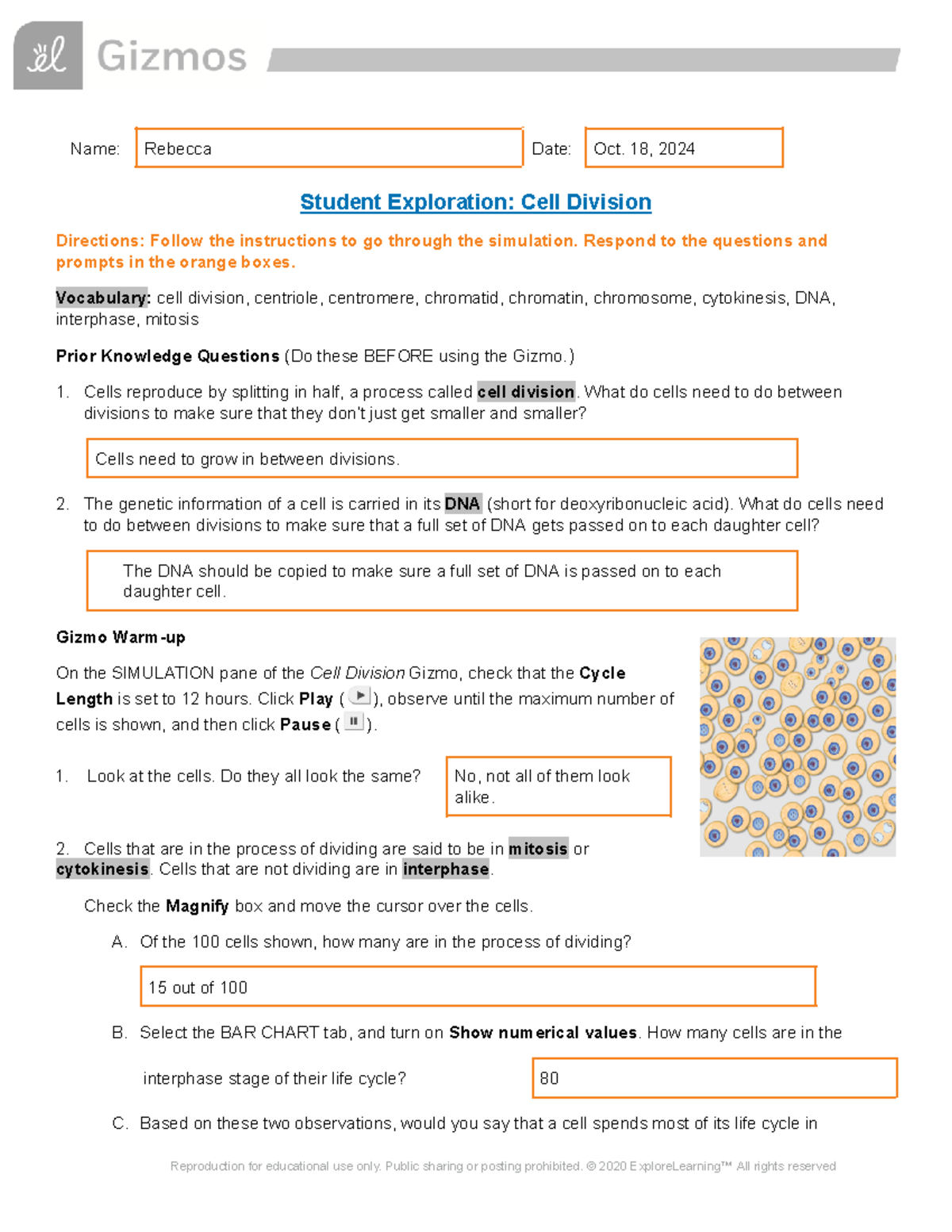 Copy of Cell Division SE - Name: Rebecca Date: Oct. 18, 2024 Student ...