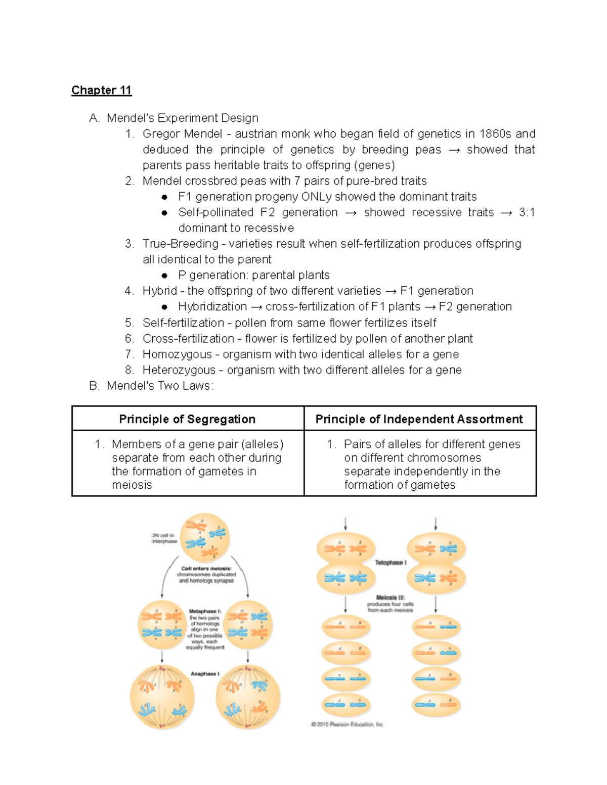 BIOS 115 Chapter 11 notes for Exam 3 - Chapter 11 A. Mendel’s ...
