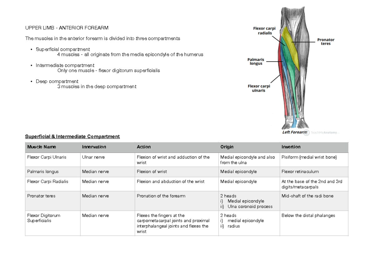 Upper Limb - anterior forearm - UPPER LIMB - ANTERIOR FOREARM The ...