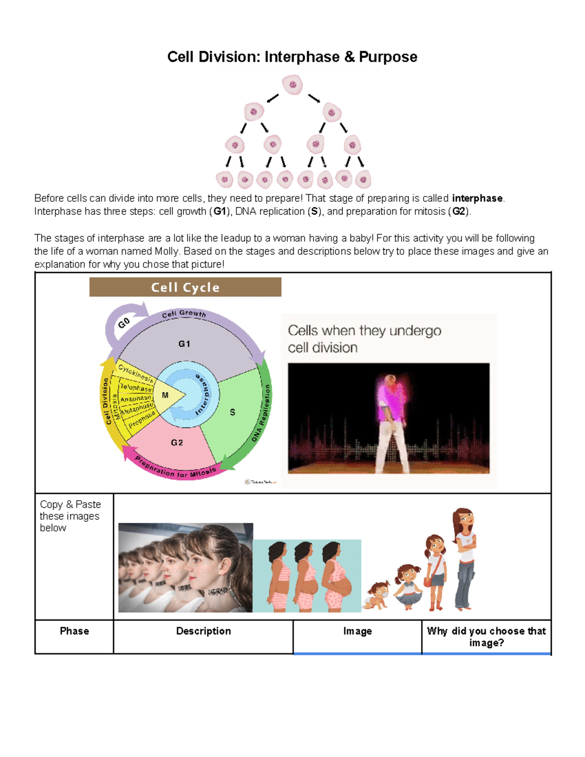 Copy of Cell Division Interphase & Purpose - Cell Division: Interphase ...