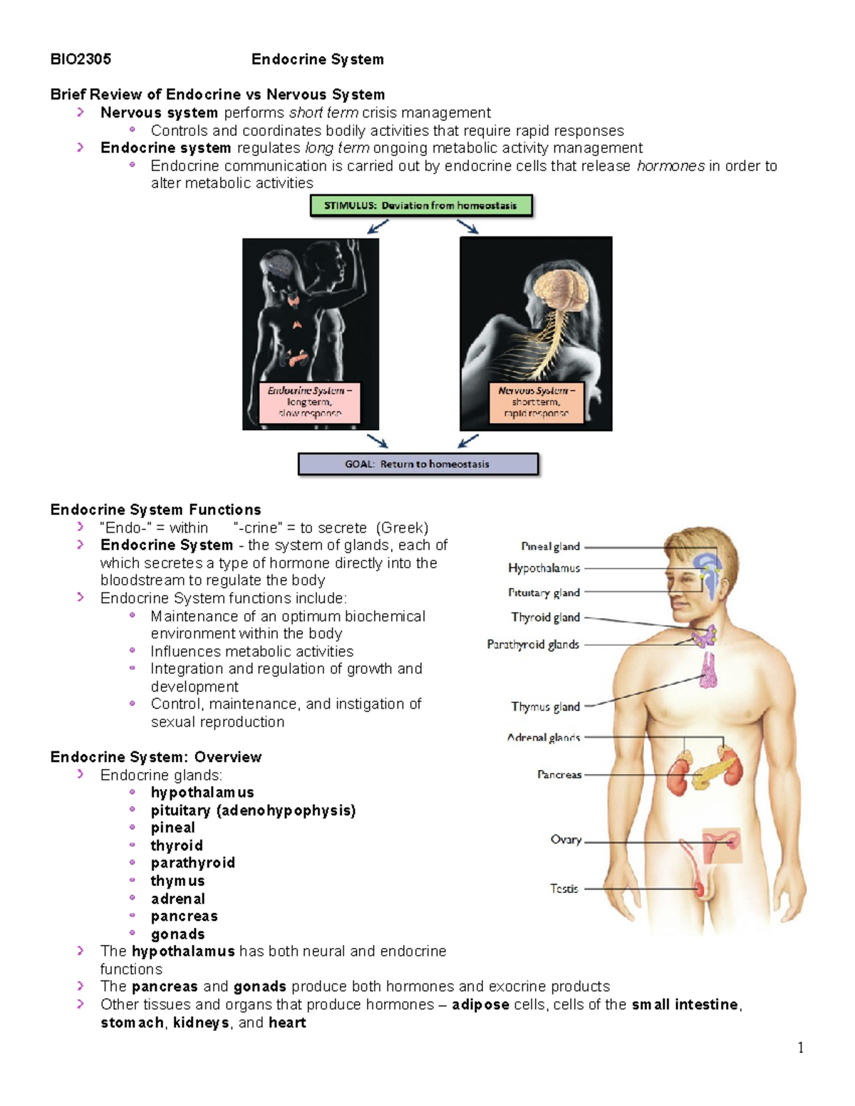03 Endocrine - Notes - BIO2305 Endocrine System Brief Review of ...