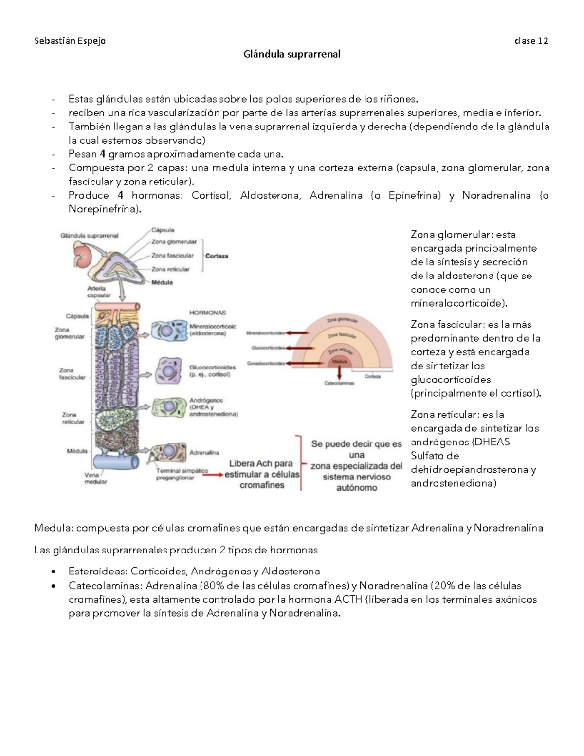 Clase 12 Glándula suprarrenal - Gl·ndula suprarrenal Estas gl·ndulas est·n ubicadas sobre los ...