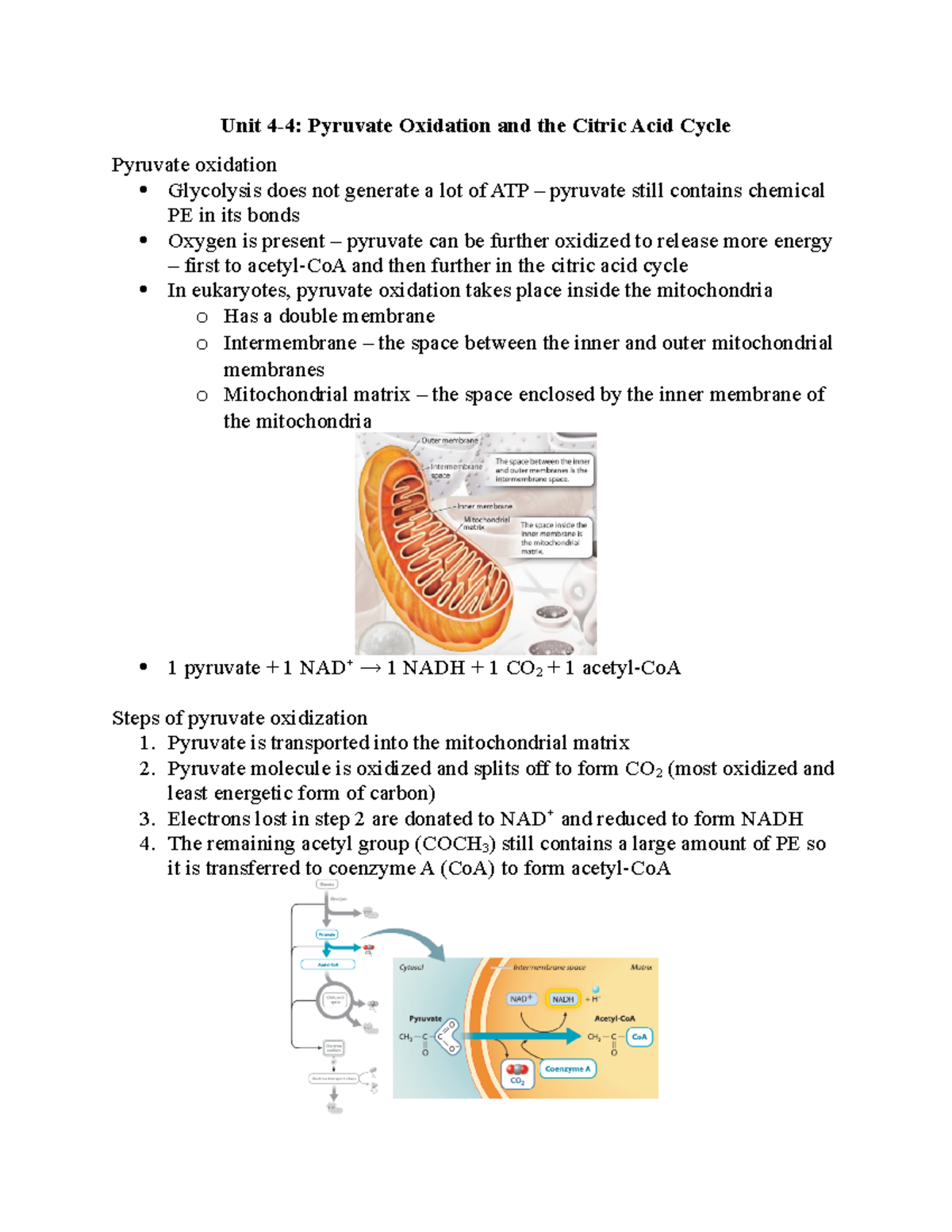Unit 4 4 Pyruvate Oxidation and the Citric Acid Cycle - Pyruvate is ...