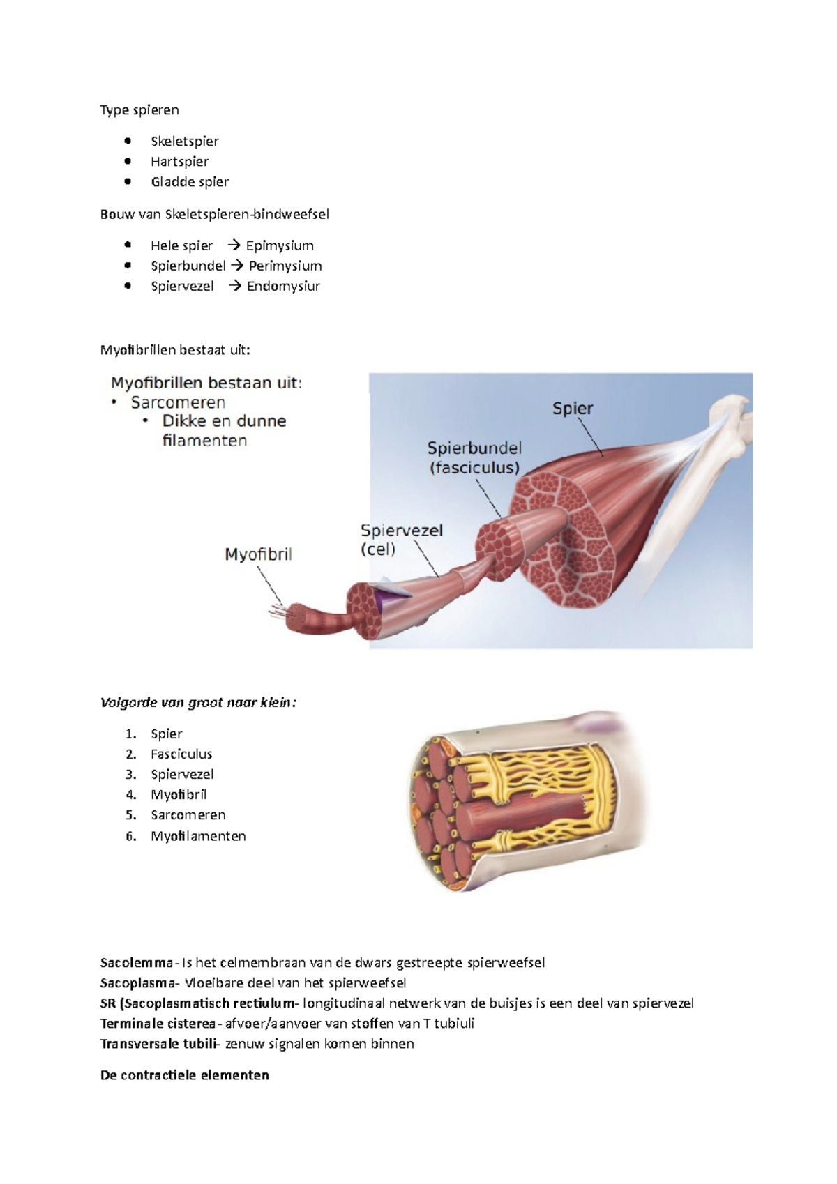 Fysiologie Samenvatting - Type spieren Skeletspier Hartspier Gladde ...