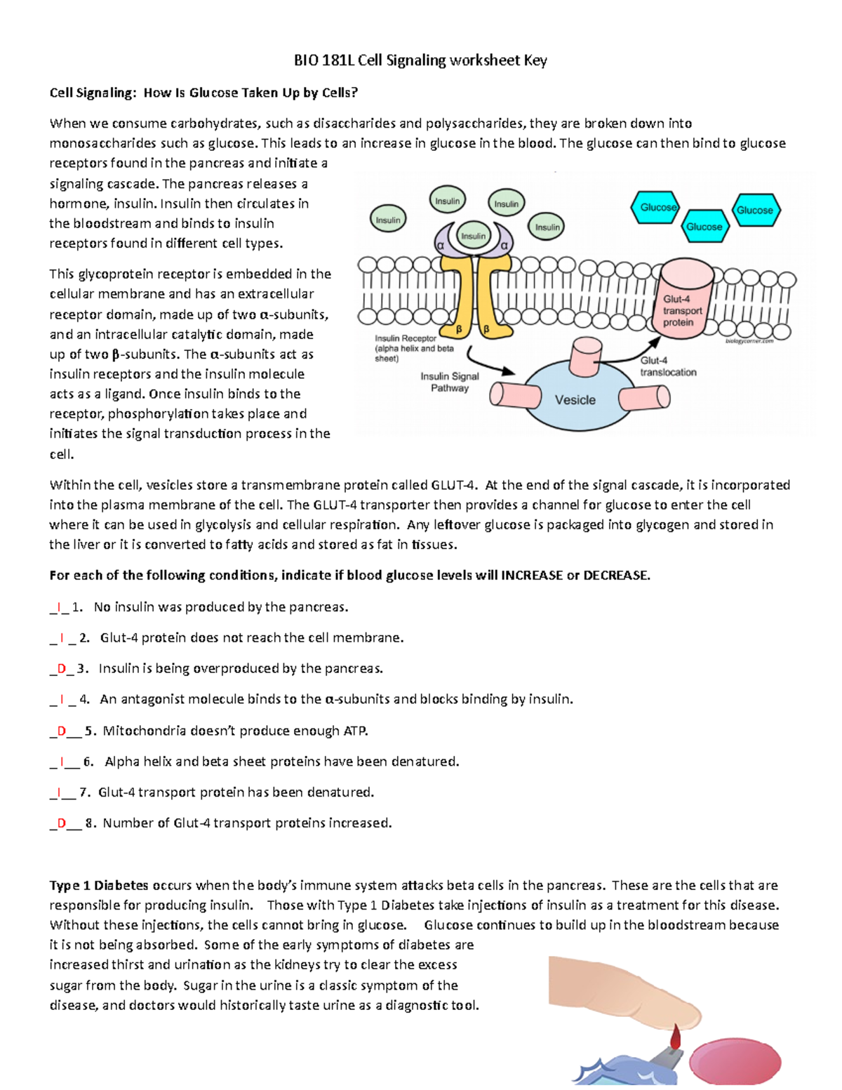 BIO 181L Cell Signaling worksheet S20 Key - BIO 181L Cell Signaling ...