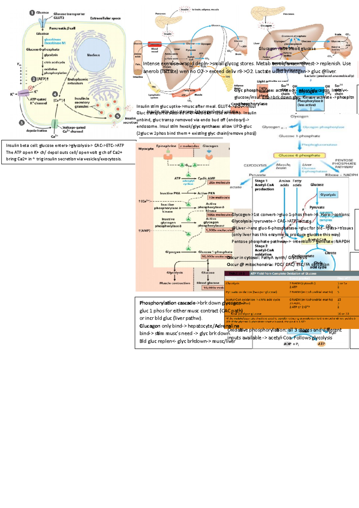 Cheat sheeto - Summary Biochemistry - Insulin beta cell: glucose enters ...