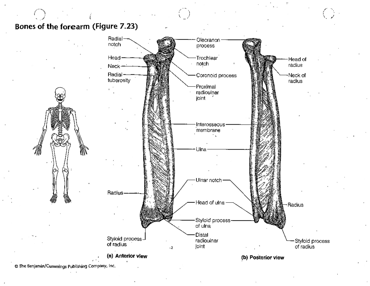 Lab #4 - 7 - lab - Bones of the forearm (Figure 7) Radial Olecranon ...