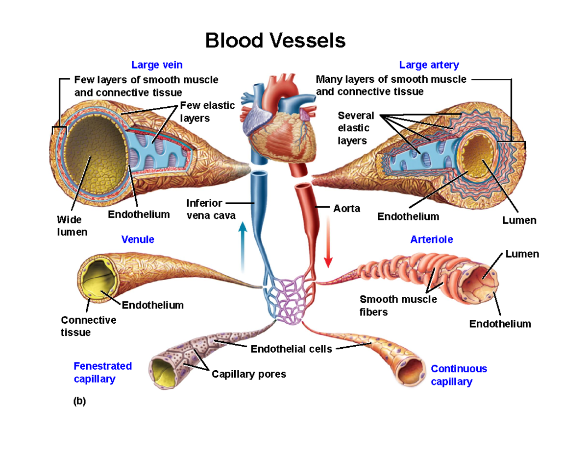 Ch 9 Circulation III - Lecture notes ch 9 - Blood Vessels Large vein ...