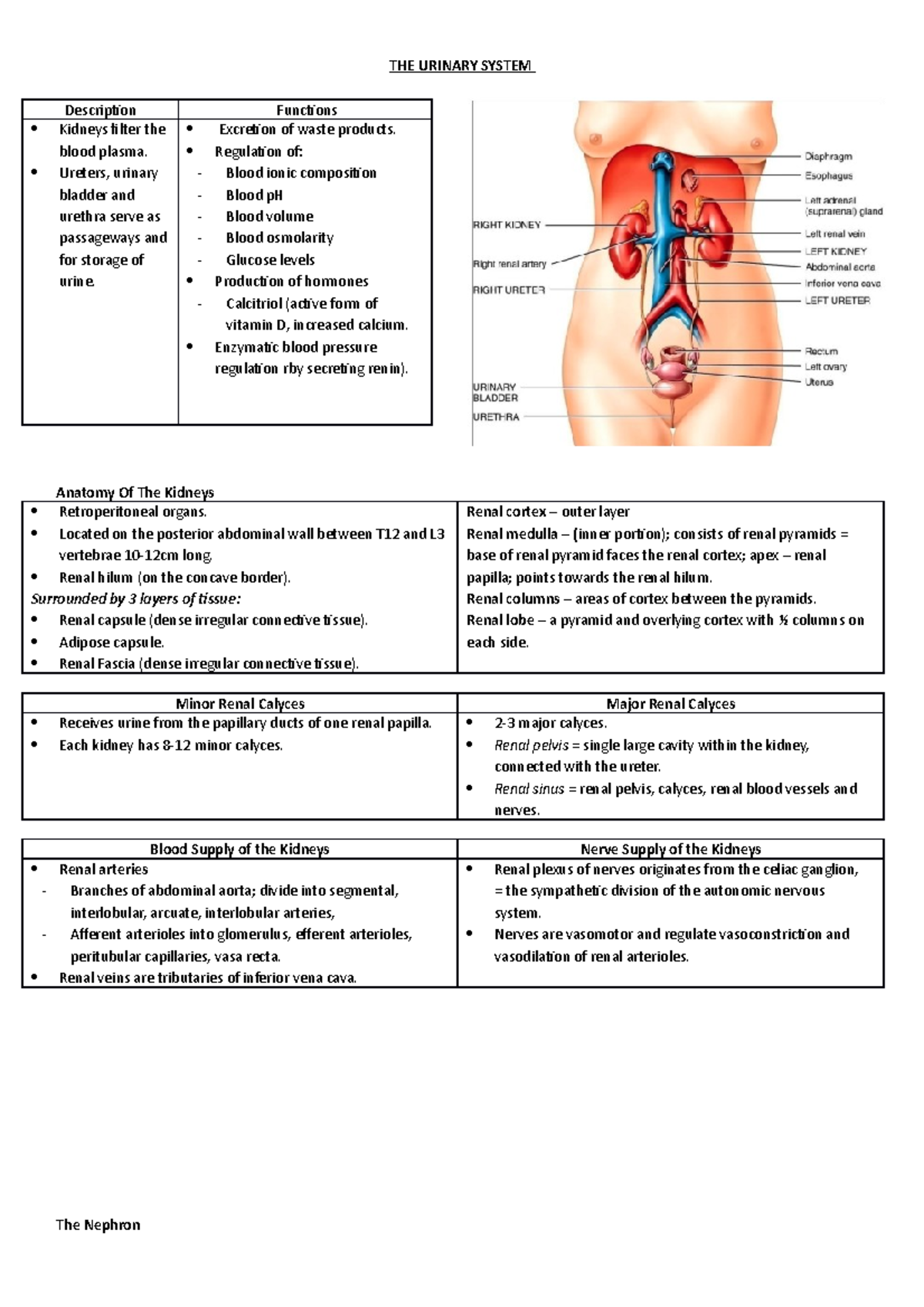 The Urinary System - Summary notes - THE URINARY SYSTEM Description ...