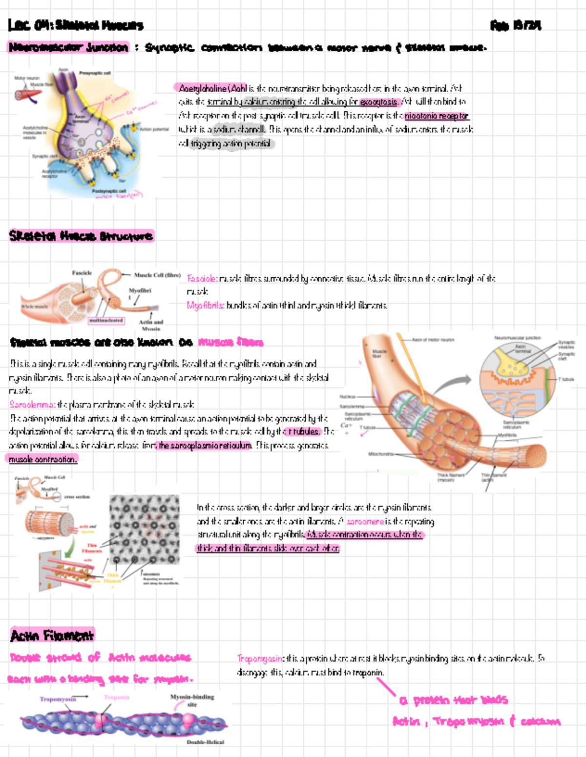 Module 2 Notebook - Physiology - Acetylcholine (Ach) is the ...