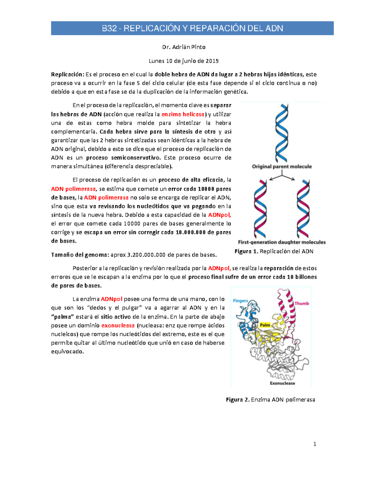 B32 - Replicación y reparación del ADN pdf - B32 Y DEL ADN Dr. Pinto Lunes 10 de junio de 2019 ...