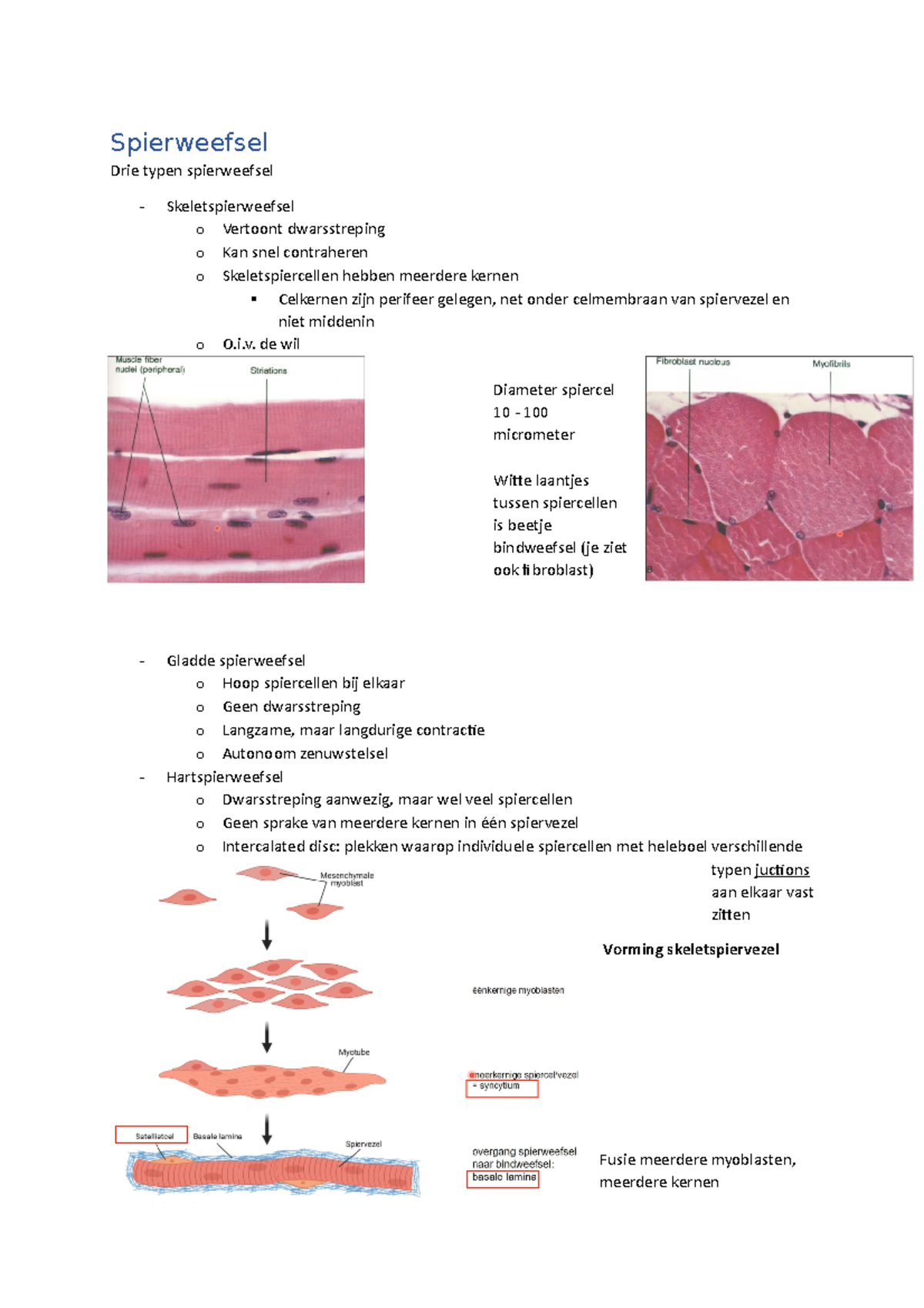 Spierweefsel colleges - Spierweefsel Drie typen spierweefsel ...