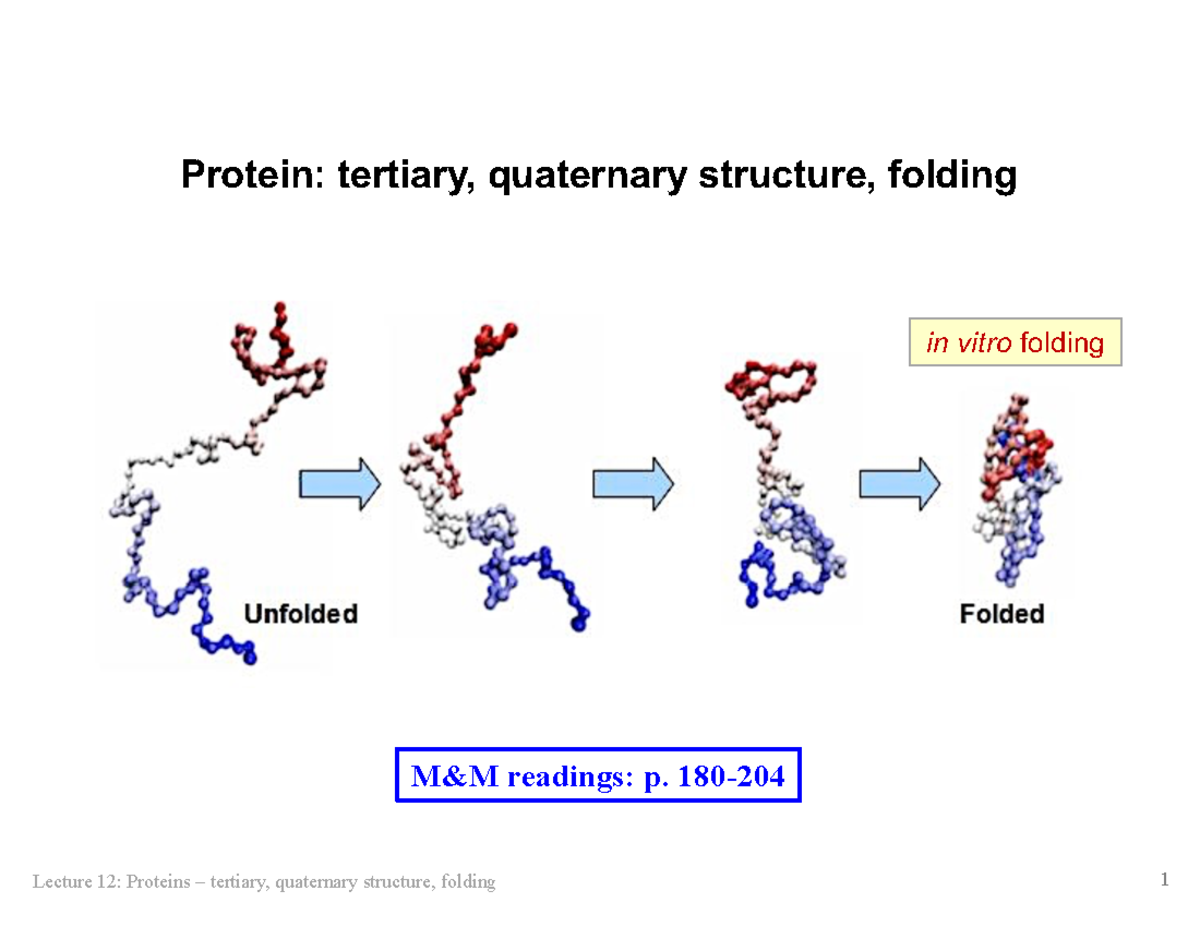 Lecture 12-proteins-folding (PDF) - Protein: tertiary, quaternary ...