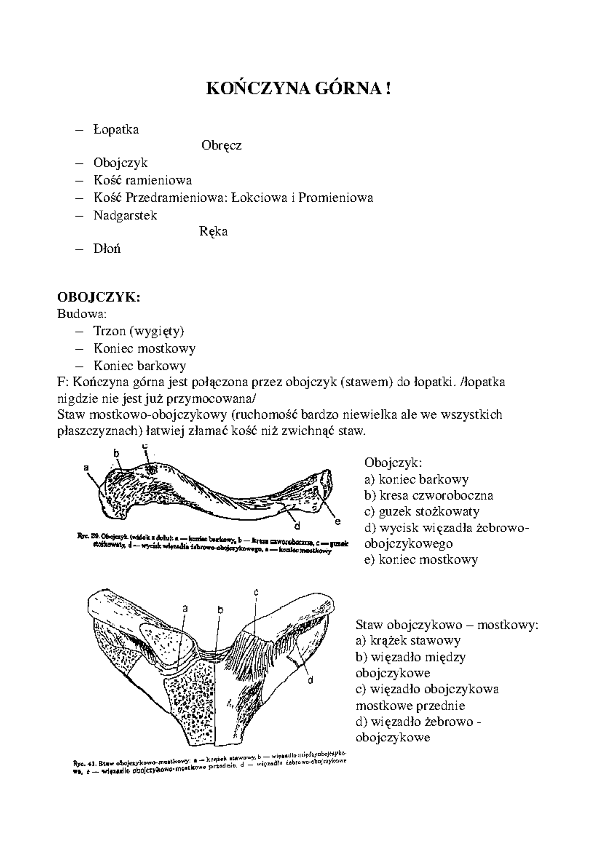 Anatomia Człowieka - Kończyna Górna - Moje notatki - KOŃCZYNA GÓRNA ...