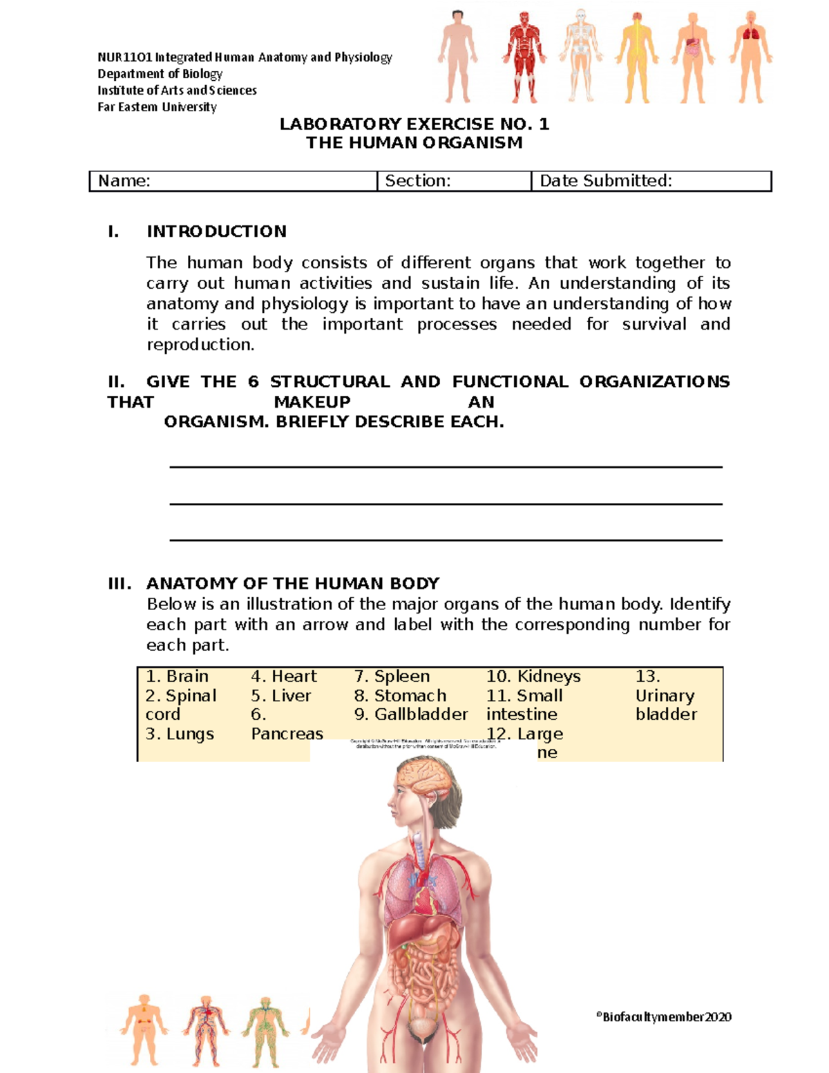 LAB Exercise 1 THE Human Organism (Lesson 1) - Department of Biology ...