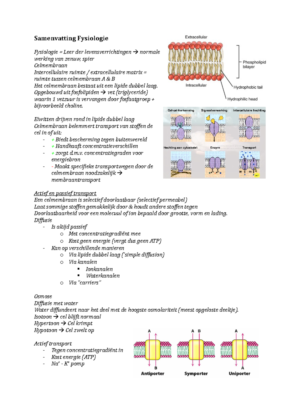 Samenvatting Fysiologie - Opgebouwd uit fosfolipiden vet (triglyceride ...