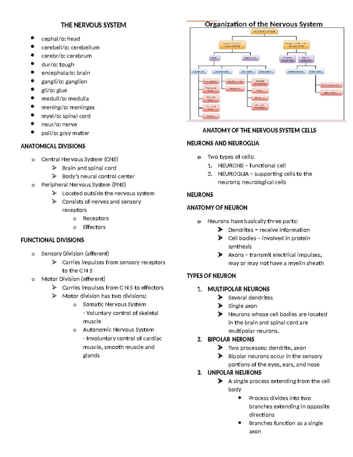 Anaphy Reviewer - Midterm - THE NERVOUS SYSTEM cephal/o: head cerebell ...