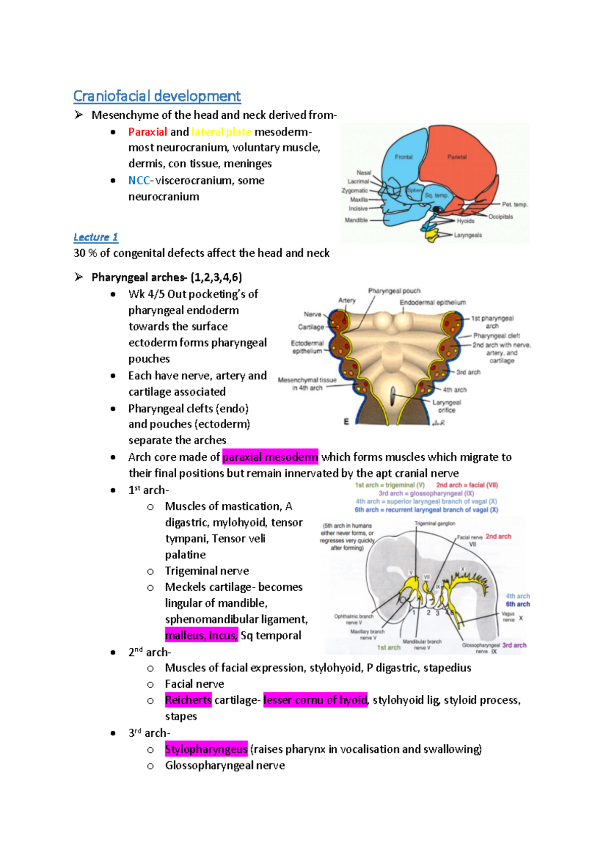 Craniofacial development - Ø Tongue development- Wk4- 2 lat lingual ...