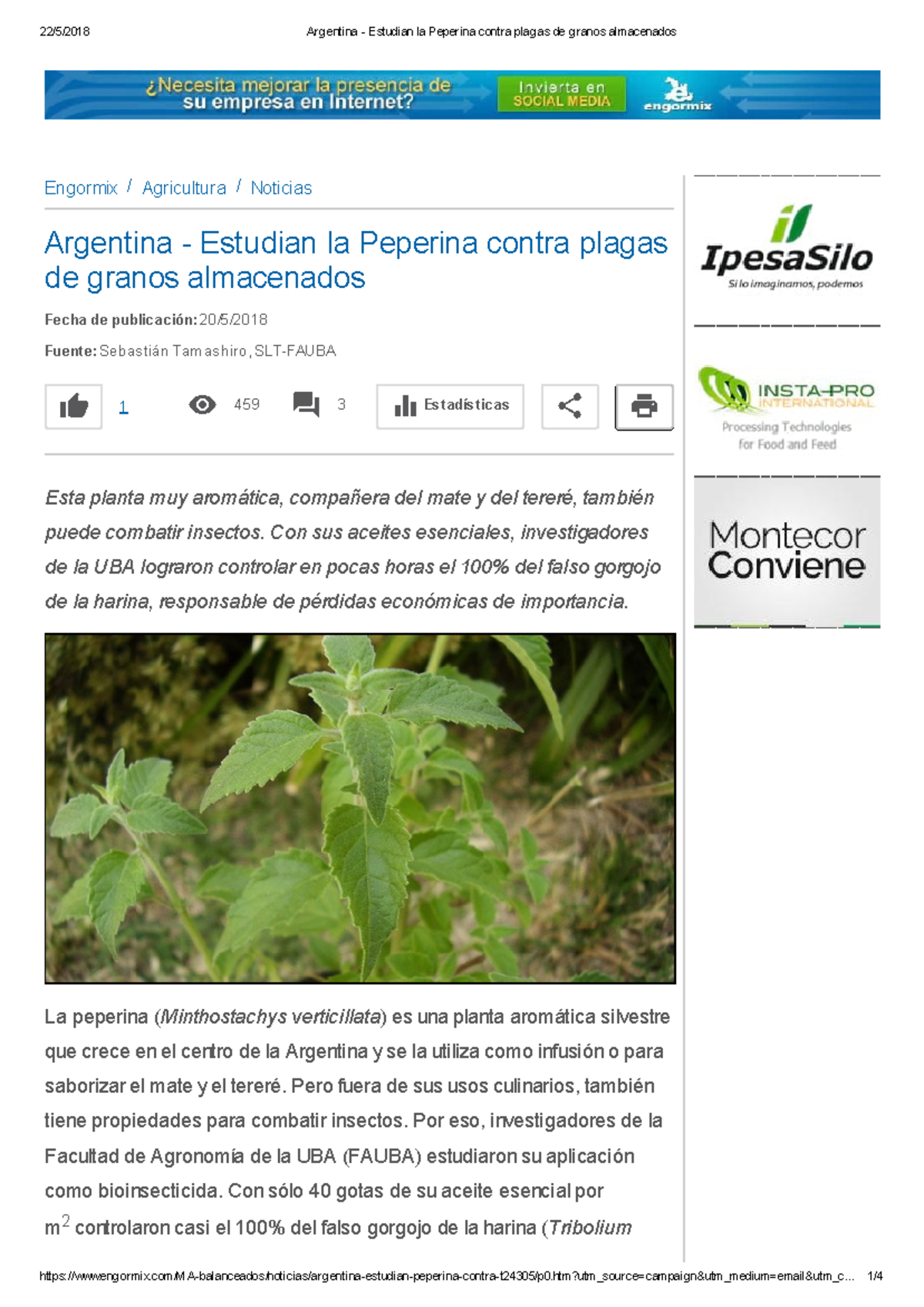 Peperina contra plagas de granos almacenados - Argentina - Estudian la ...