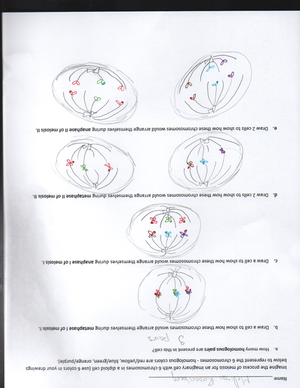 Sickle Cell Packet - Worksheet - BIO 201 - Studocu