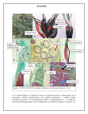 Las proteínas - PLANTAS - Las proteínas, también llamadas prótidos, son ...