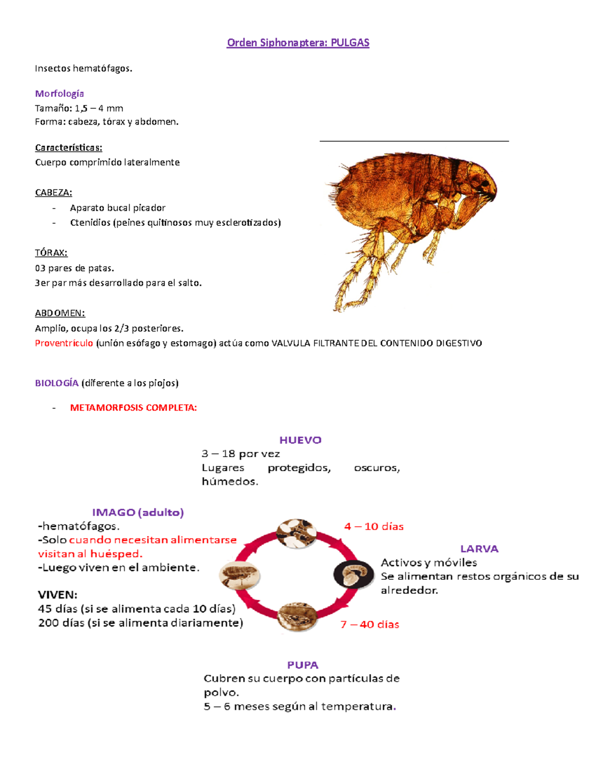 Pulgas ( Siphonapteras) - Orden Siphonaptera: PULGAS Insectos ...
