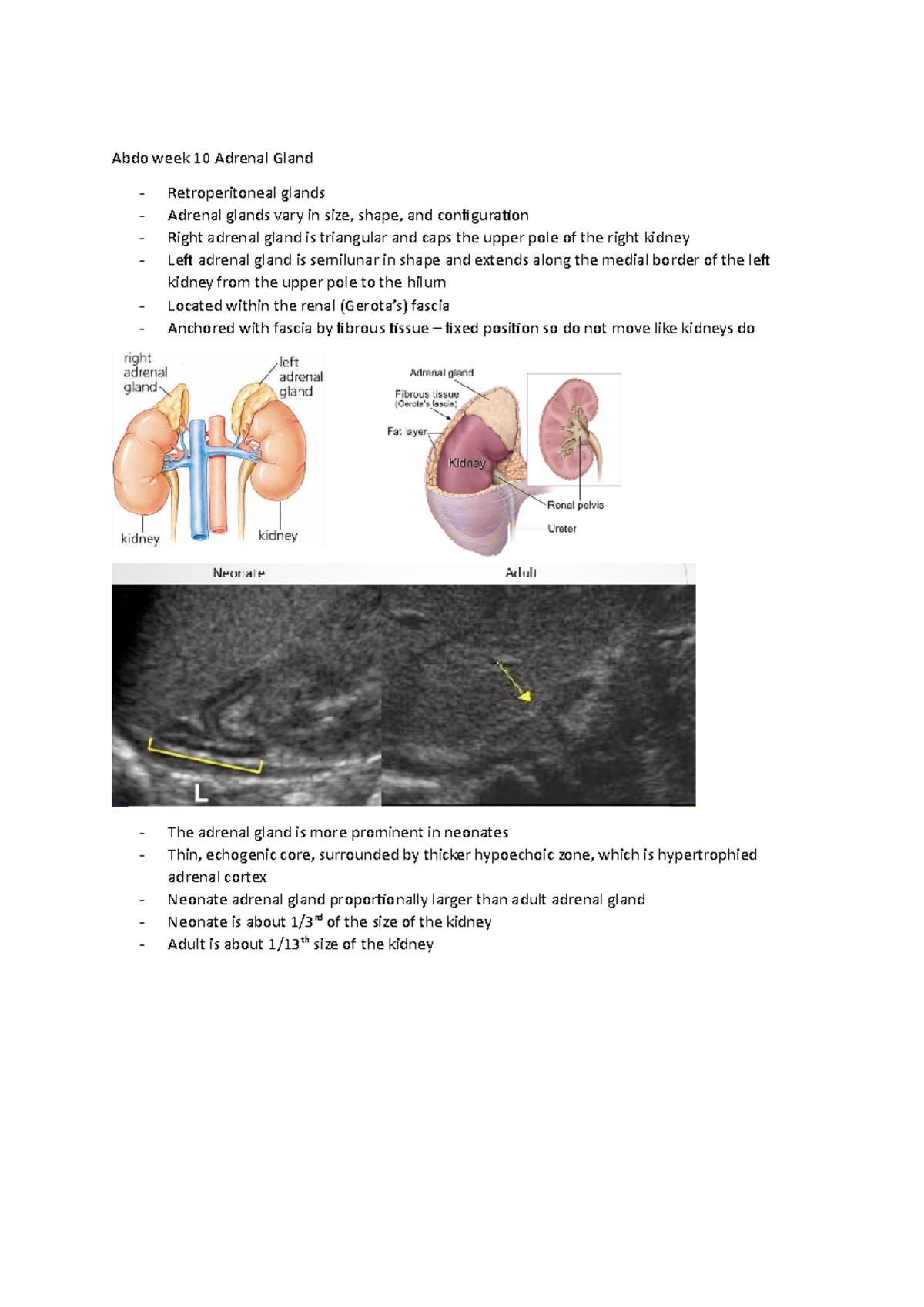 Abdo week 10 Adrenal Gland - Abdo week 10 Adrenal Gland Retroperitoneal ...