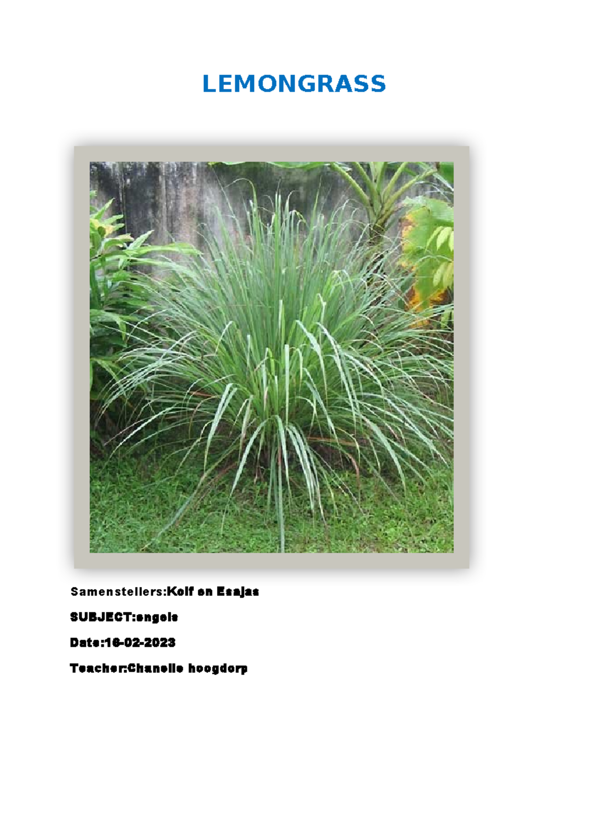 Lemongrass 2 kolf 3a2 - wat lemongraas is het nut waarvoor kan het ...