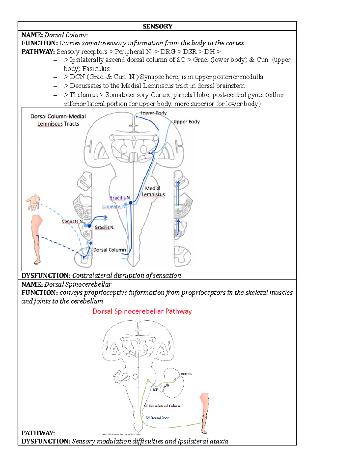 Organizing pathways - Lecture notes 5, 6 - SENSORY NAME: Dorsal Column ...