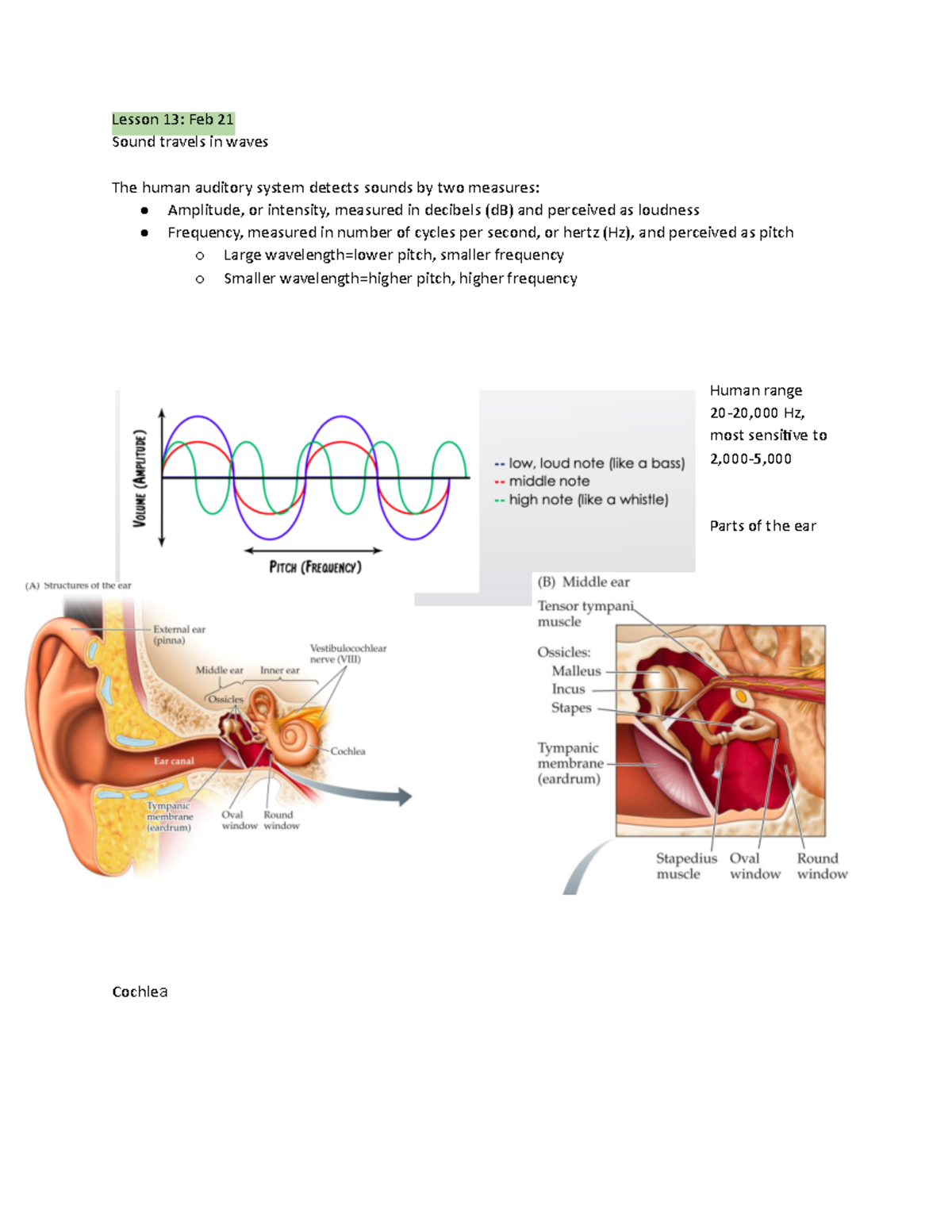 Unit 4 psych 220 - notes and diagrams - Lesson 13: Feb 21 Sound travels ...