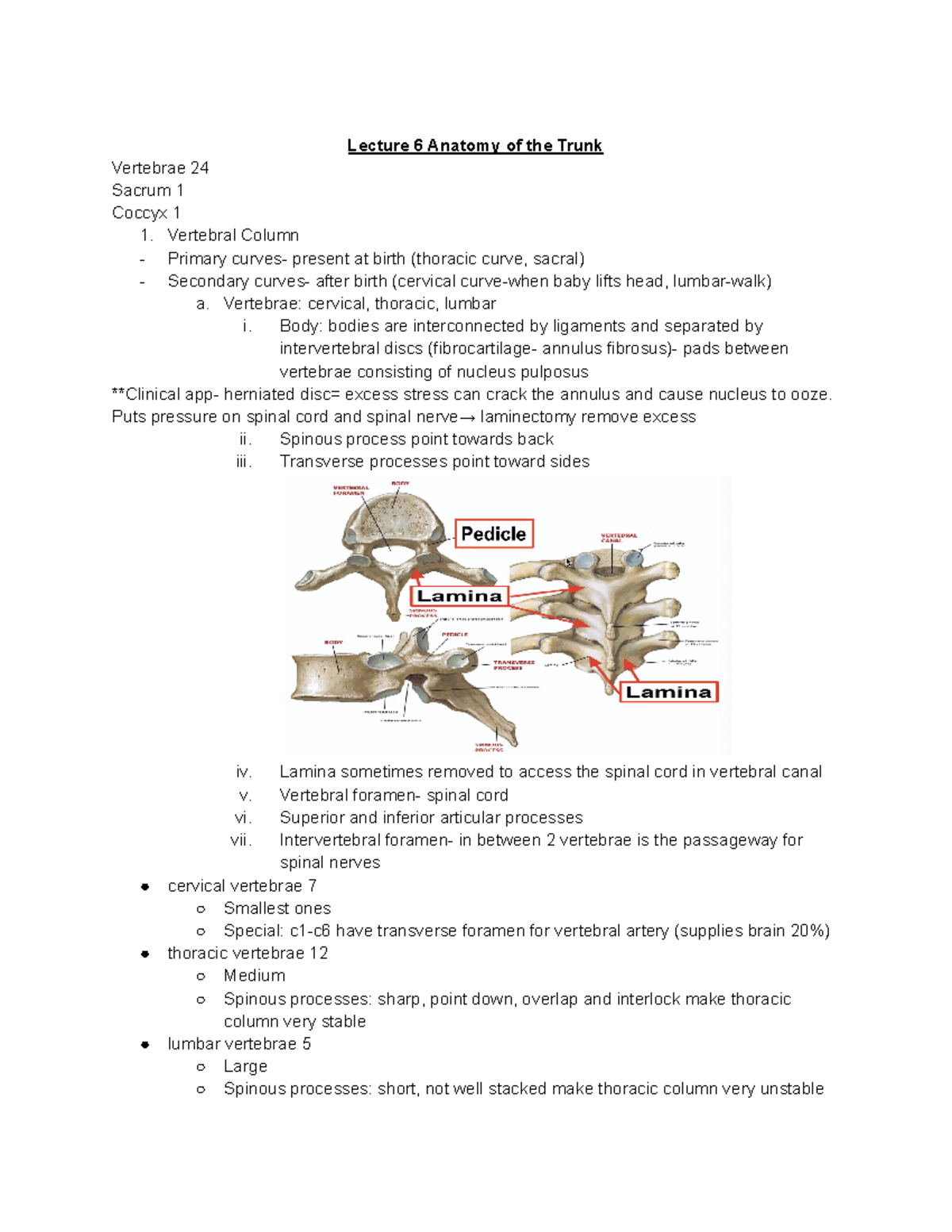 6-11 - notes - Lecture 6 Anatomy of the Trunk Vertebrae 24 Sacrum 1 ...